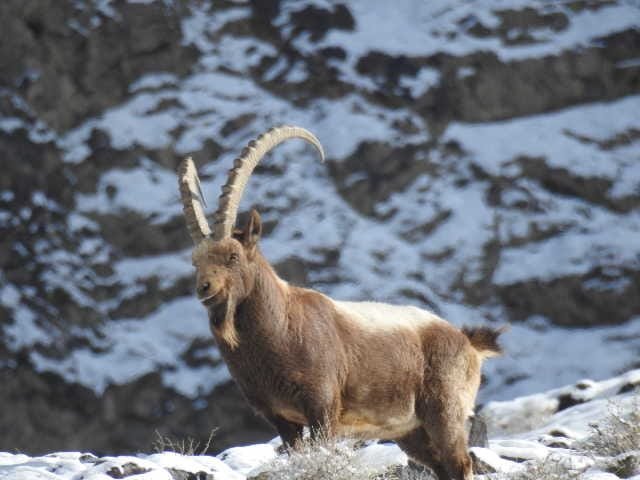 Hunting in Pakistan - IbexTrails